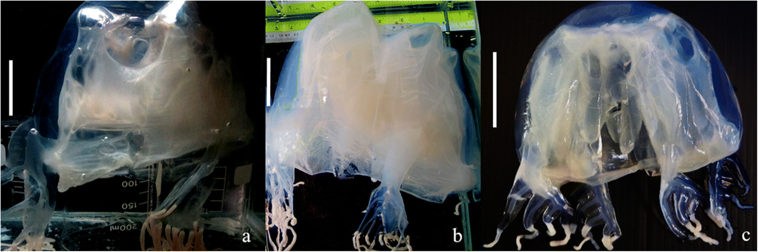 Chirodropid box jellyfish in the Gulf of Thailand | SpringerLink