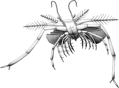 Re-investigation of Mimetaster hexagonalis: a marrellomorph arthropod ...