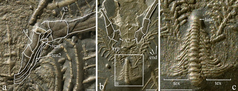 Re-investigation of Mimetaster hexagonalis: a marrellomorph arthropod ...