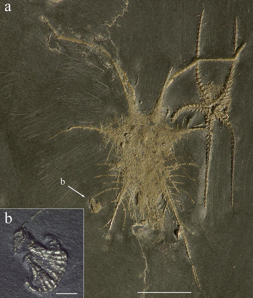 Re-investigation of Mimetaster hexagonalis: a marrellomorph arthropod ...