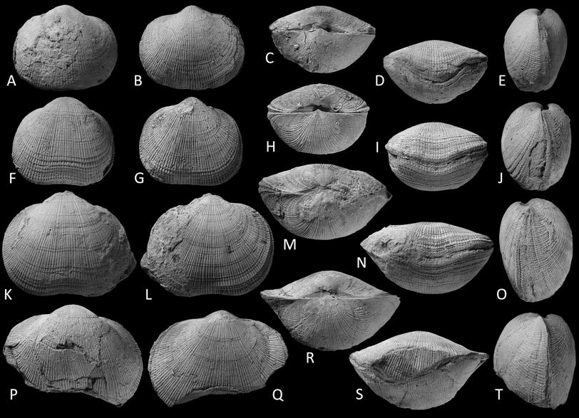 Diversity of the Schizophoria lineage (Brachiopoda: Orthida) in the ...