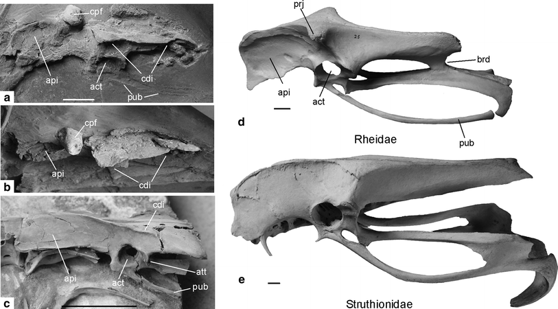The middle Eocene European “ratite” Palaeotis (Aves, Palaeognathae ...