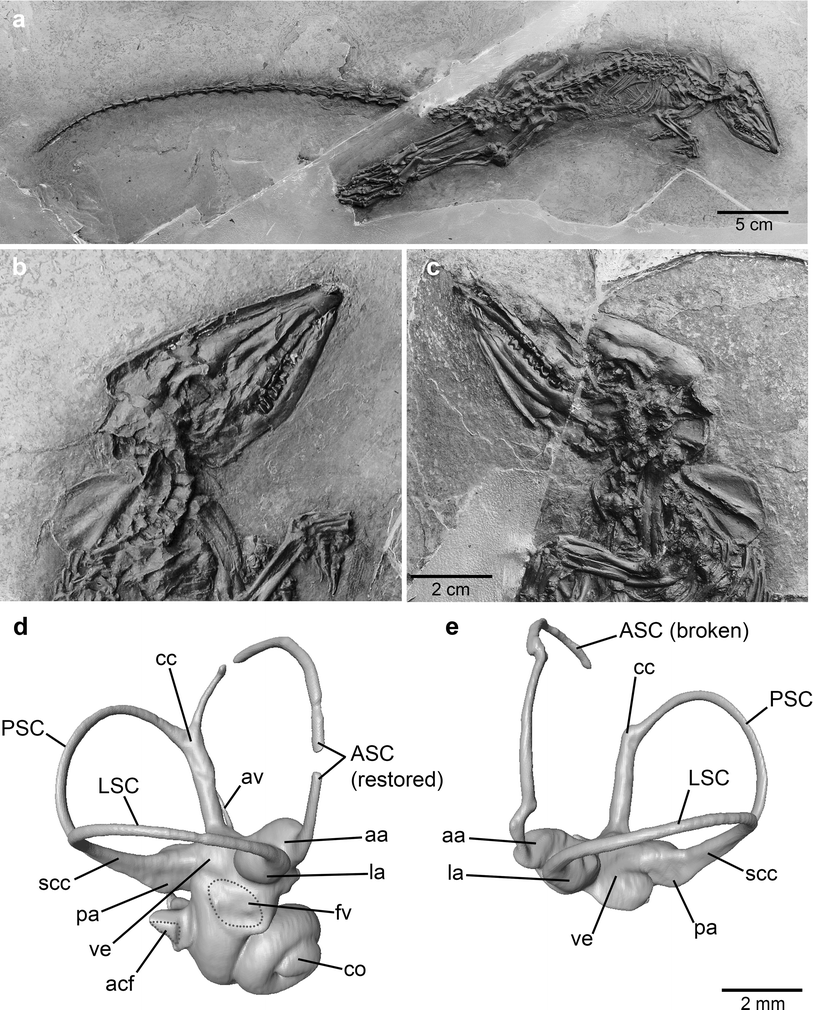 Digital reconstruction of the inner ear of Leptictidium auderiense ...