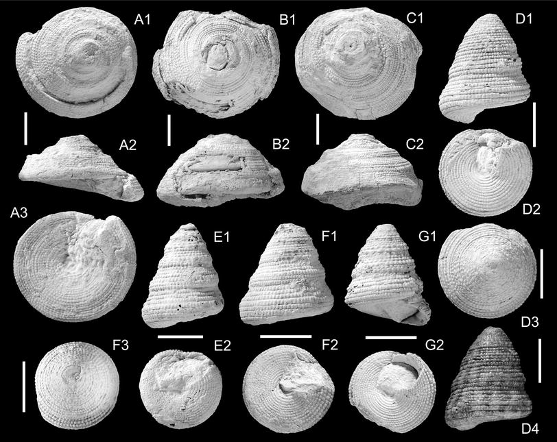 Early Miocene reef- and mudflat-associated gastropods from Makran (SE ...