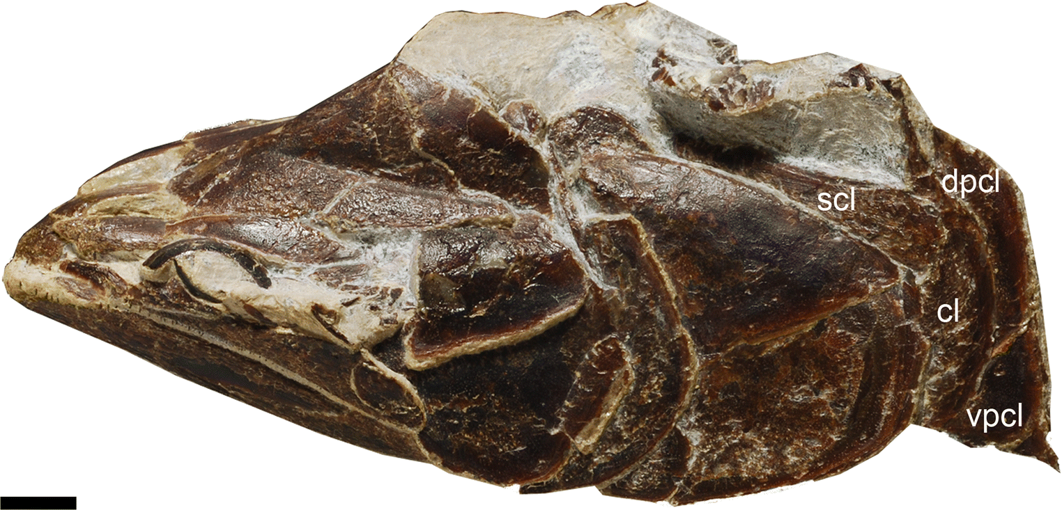 The stem group teleost Pachycormus (Pachycormiformes: Pachycormidae ...