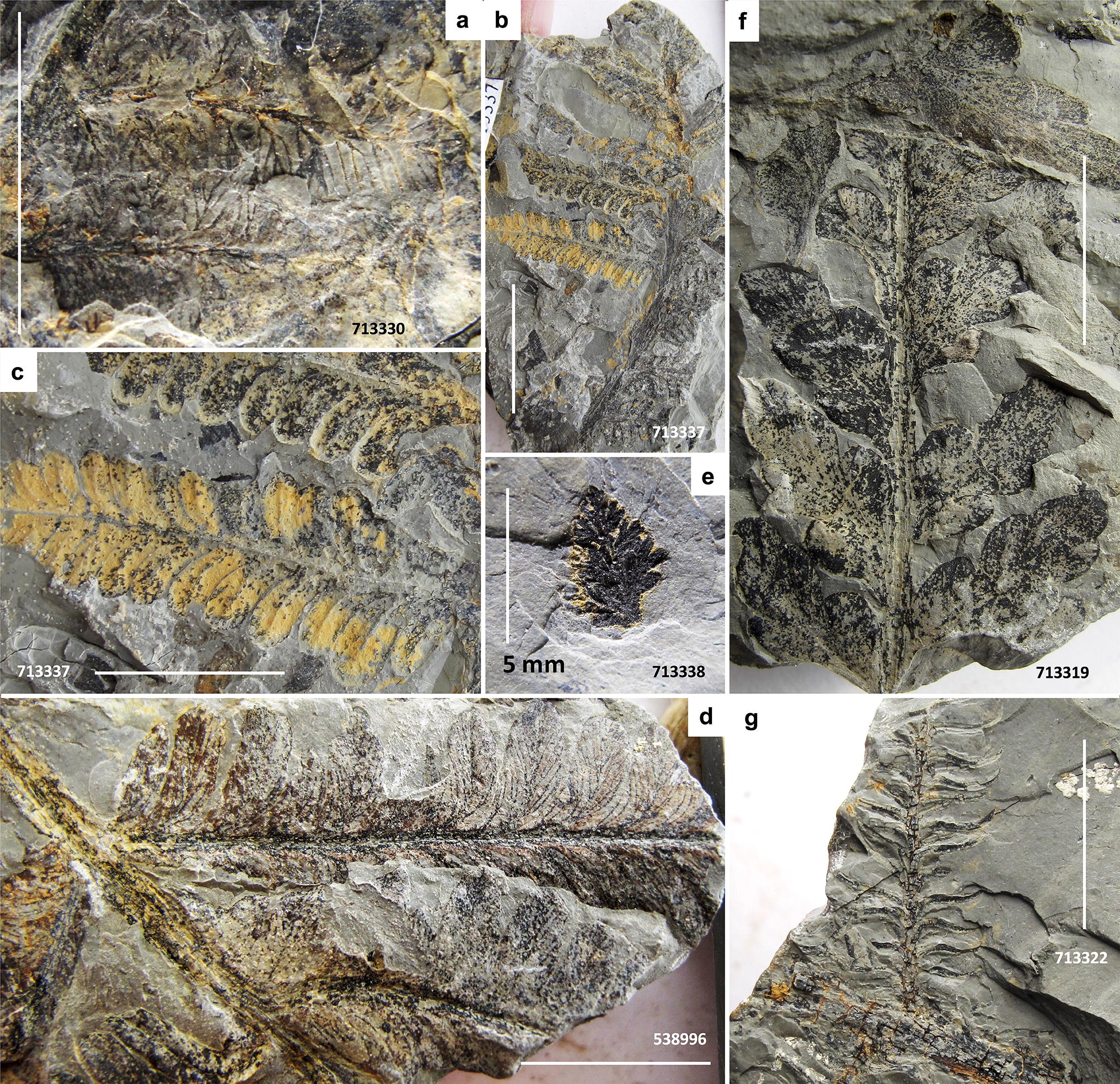 Paleoecological and paleoenvironmental interpretation of three ...