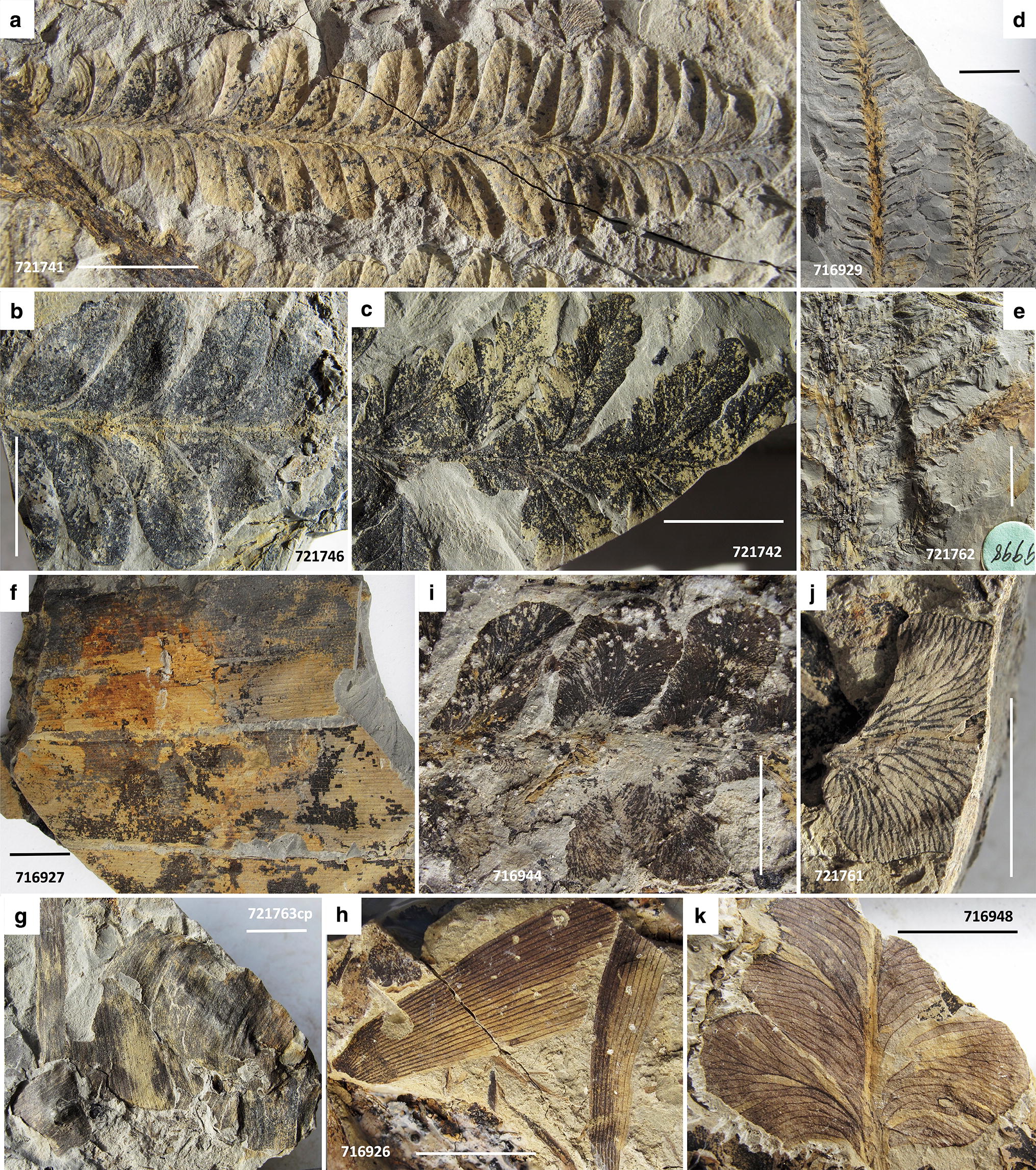 Paleoecological and paleoenvironmental interpretation of three ...