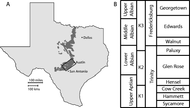 Echinoid diversity, preservation potential and sequence stratigraphical ...