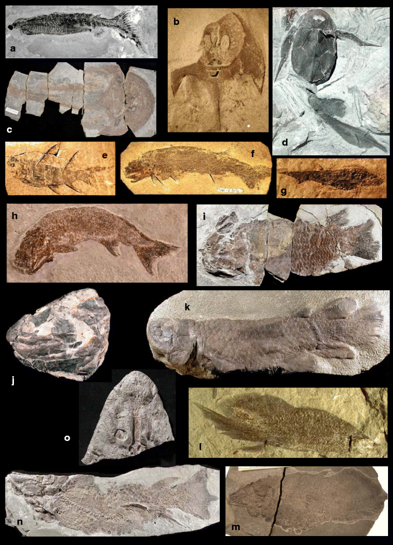 The Miguasha Fossil-Fish-Lagerstätte: a consequence of the Devonian ...