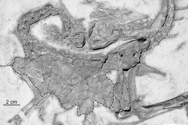 Re-evaluating Moodie’s Opisthotonic-Posture Hypothesis in Fossil ...