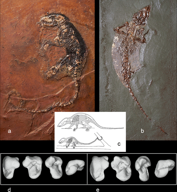 The importance of Messel for interpreting Eocene Holarctic mammalian ...