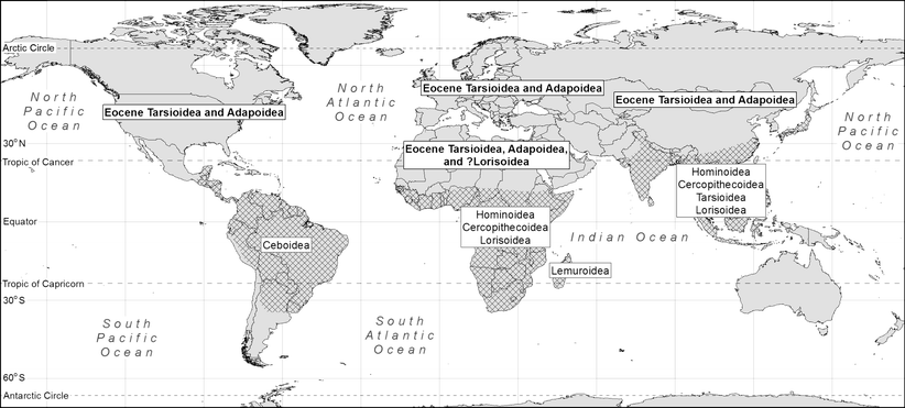 Primates in the Eocene | SpringerLink