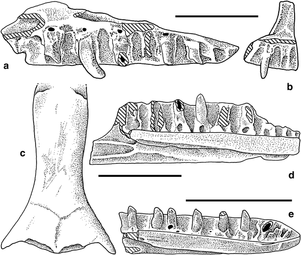 Mesozoic and Cenozoic squamates of Europe | SpringerLink
