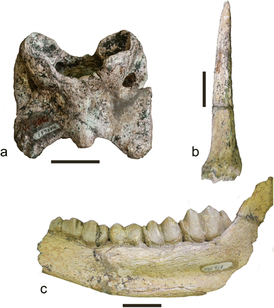 The Giraffidae of Maragheh and the identification of a new species of ...