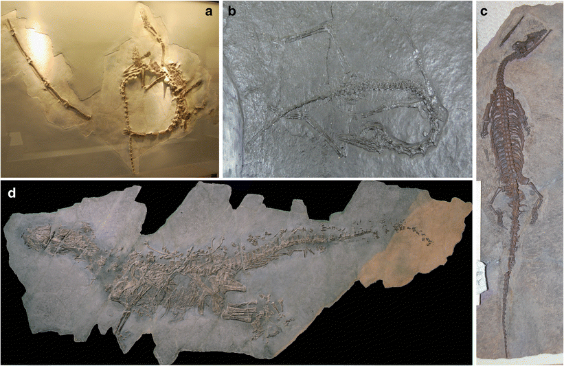 Land or water: using taphonomic models to determine the lifestyle of ...