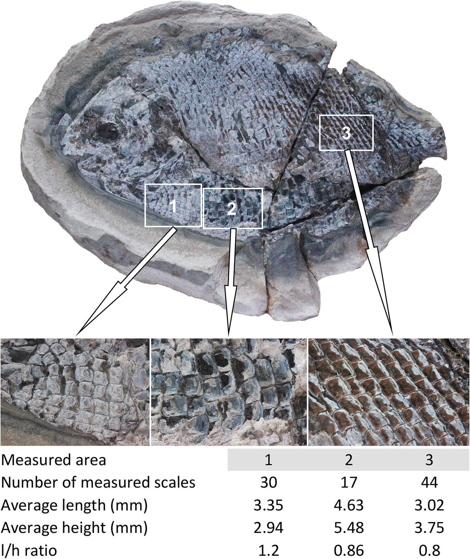 Dapedium sp. from the Toarcian (Lower Jurassic) Úrkút Manganese Ore ...