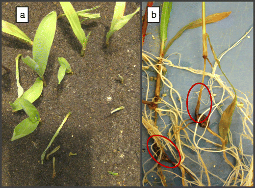 Fusarium diseases of maize associated with mycotoxin contamination of ...