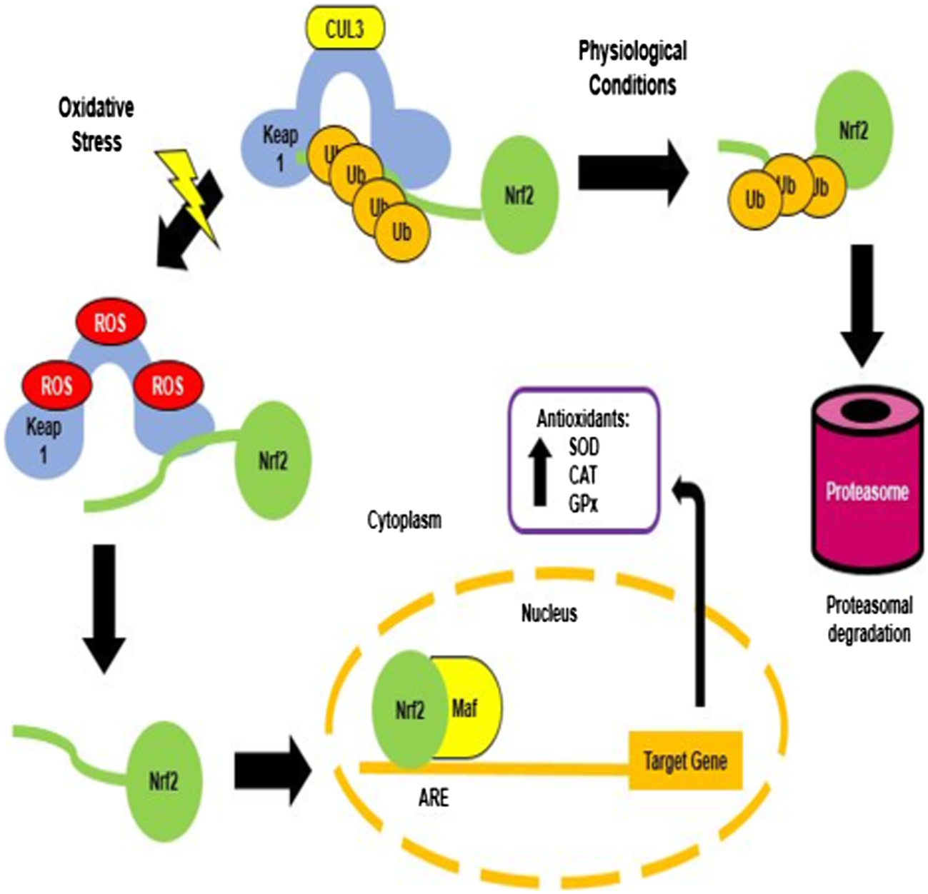 Fumonisin B1-induced oxidative stress triggers Nrf2-mediated ...