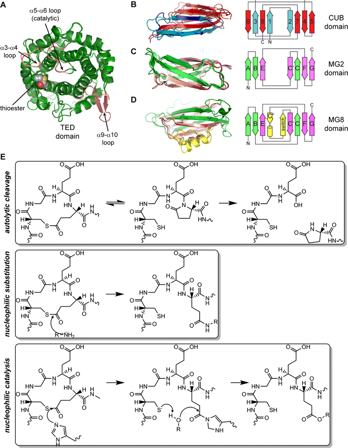 The structure and function of thioester-containing proteins in ...