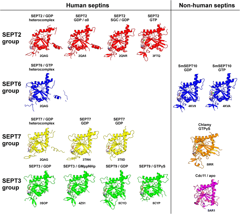 Septin structure and filament assembly | SpringerLink
