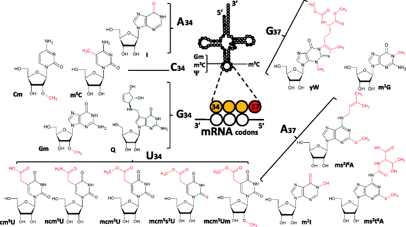 Protein folding and tRNA biology | SpringerLink