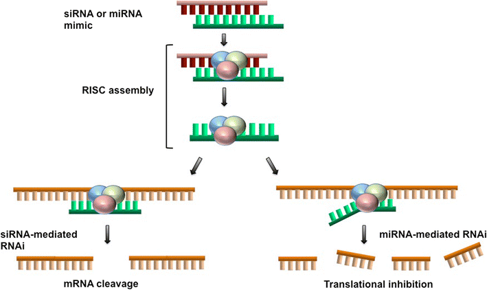 Fundamentals of siRNA and miRNA therapeutics and a review of targeted ...