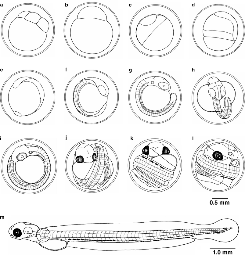 Embryonic development and morphology of eggs and newly hatched larvae ...