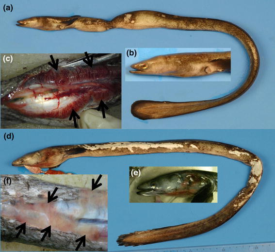 First capture of post-spawning female of the Japanese eel Anguilla ...