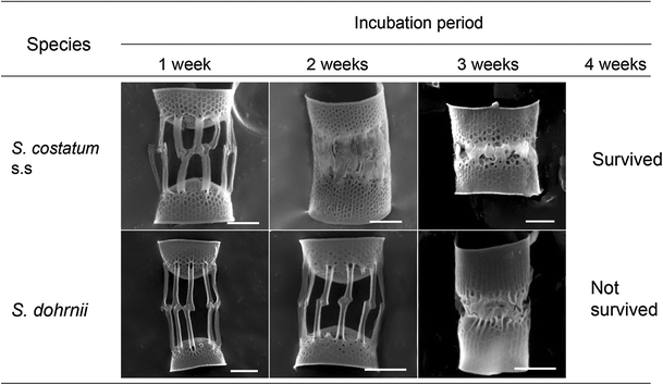 Species diversity of the marine diatom genus Skeletonema in Japanese ...