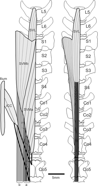 Participation of ventral and dorsal tail muscles in bending movements ...