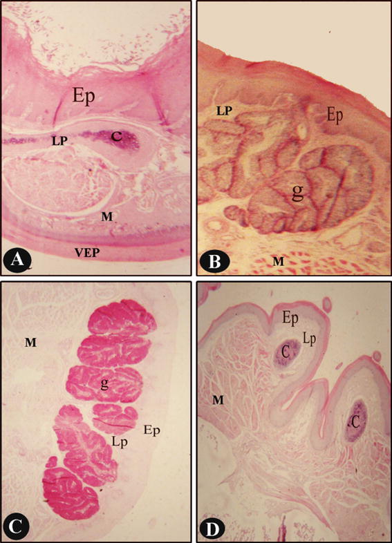 Morphological features of the tongue and laryngeal entrance in two ...