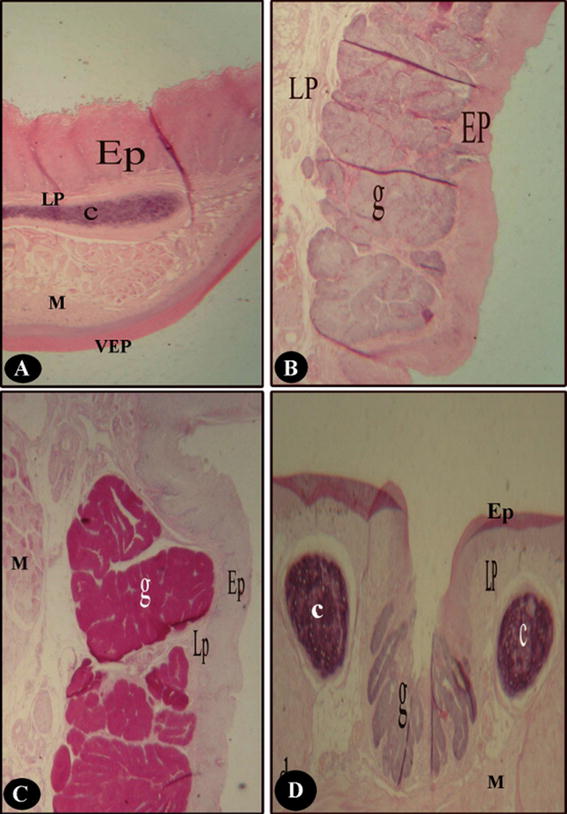 Morphological features of the tongue and laryngeal entrance in two ...