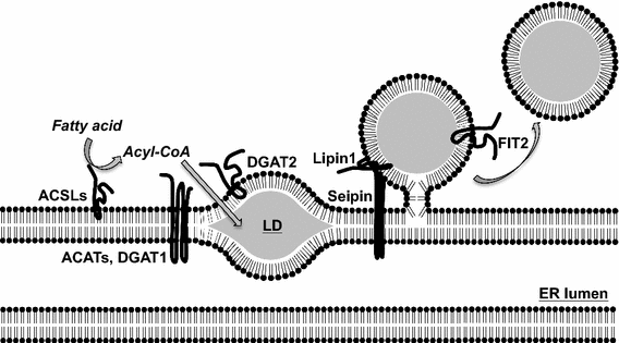 Regulation of lipid metabolism via a connection between the endoplasmic ...