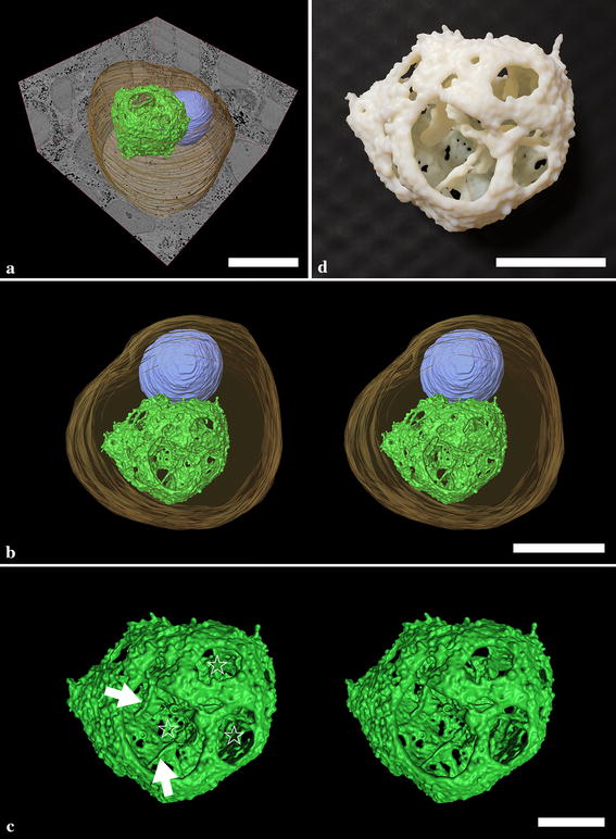 Novel scanning electron microscopy methods for analyzing the 3D ...