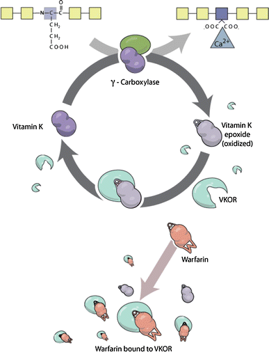 Reversal of vitamin K antagonists prior to urgent surgery | SpringerLink