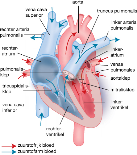 Het HART | SpringerLink