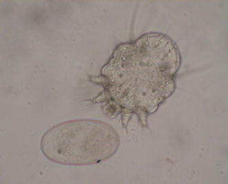 Sarcoptic mange infestation in pigs: an overview | SpringerLink