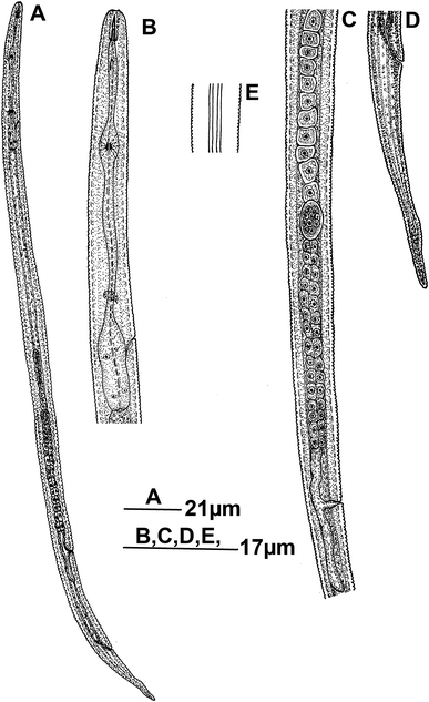 Two new species of soil nematodes from Manipur, India | SpringerLink