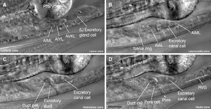 Nematodes ultrastructure: complex systems and processes | SpringerLink