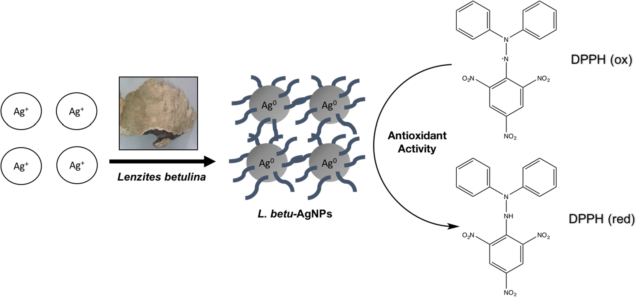 Green Synthesis of Silver Nanoparticles (AgNPs) from Lenzites betulina ...