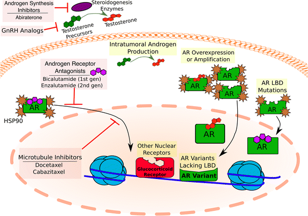 Moving Beyond the Androgen Receptor (AR): Targeting AR-Interacting ...