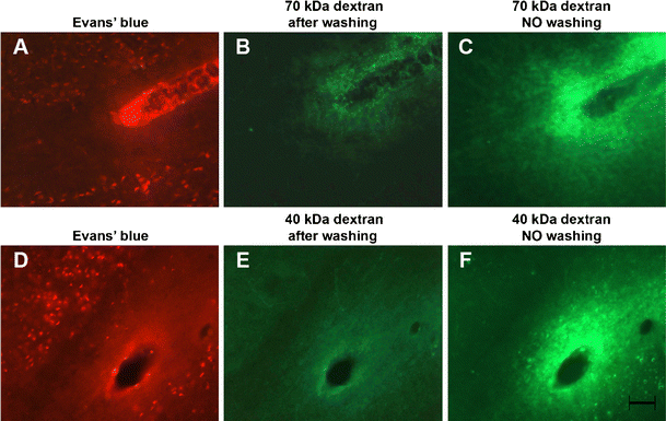 High and Low Molecular Weight Fluorescein Isothiocyanate (FITC ...