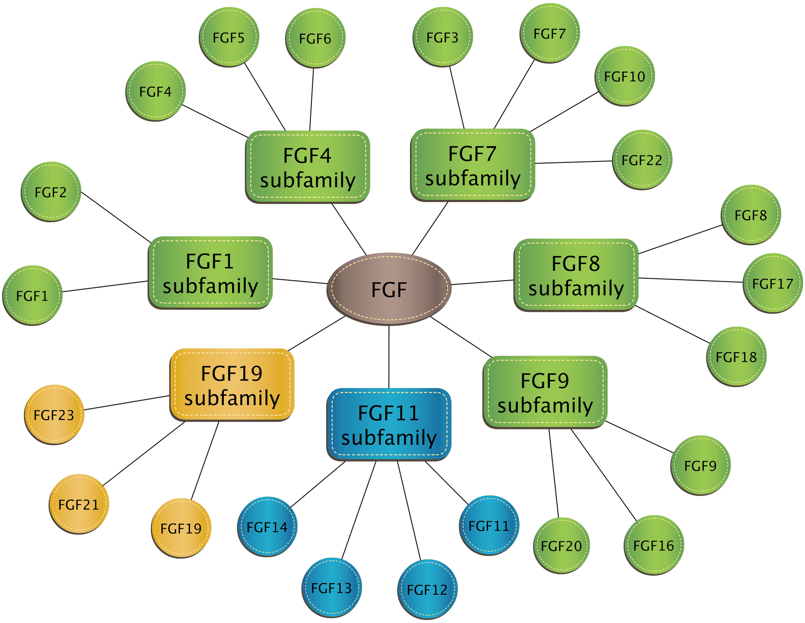 FGF19 subfamily members: FGF19 and FGF21 | SpringerLink