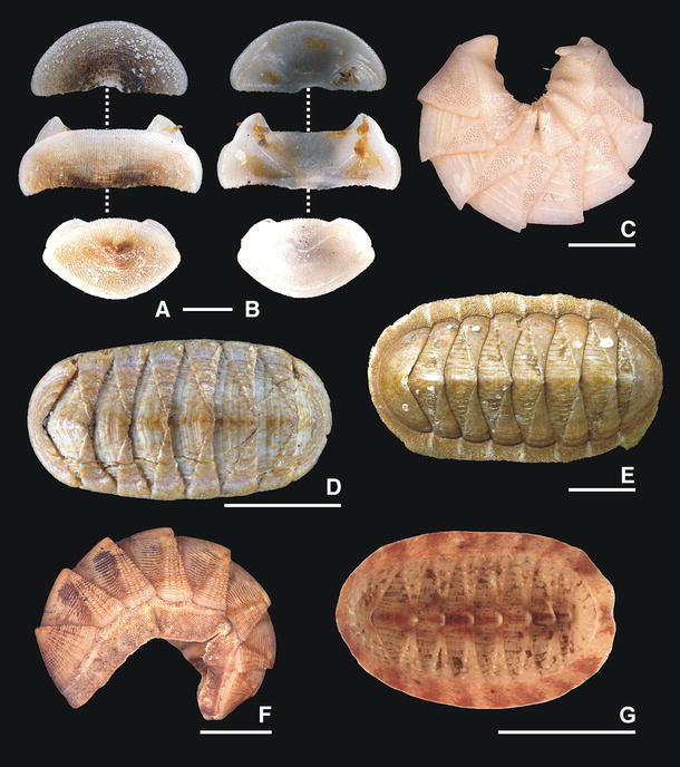 Revision of Chilean bathyal chitons (Mollusca: Polyplacophora ...