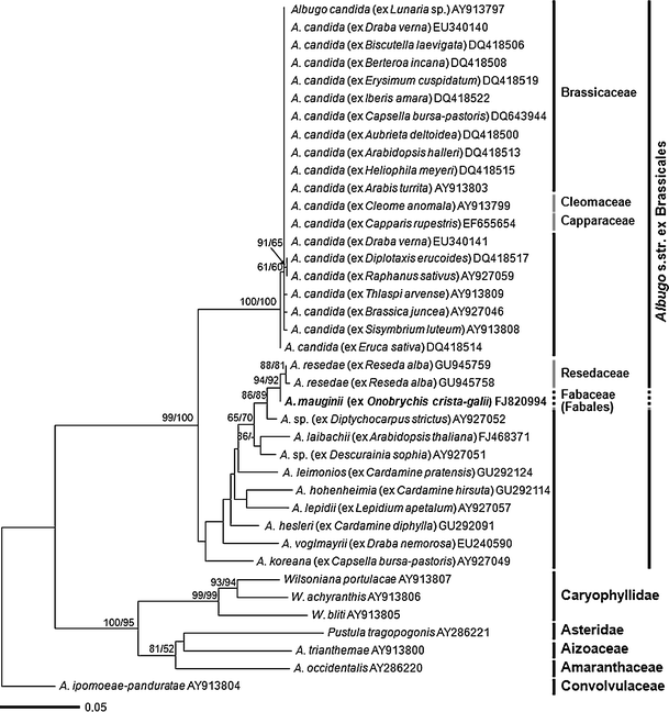 A new perspective on the evolution of white blister rusts: Albugo s.str ...