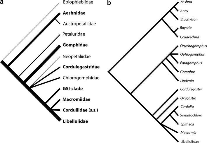 Phylogeny, classification and taxonomy of European dragonflies and ...