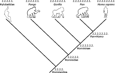 The phylogenetic system of primates—character evolution in the light of ...
