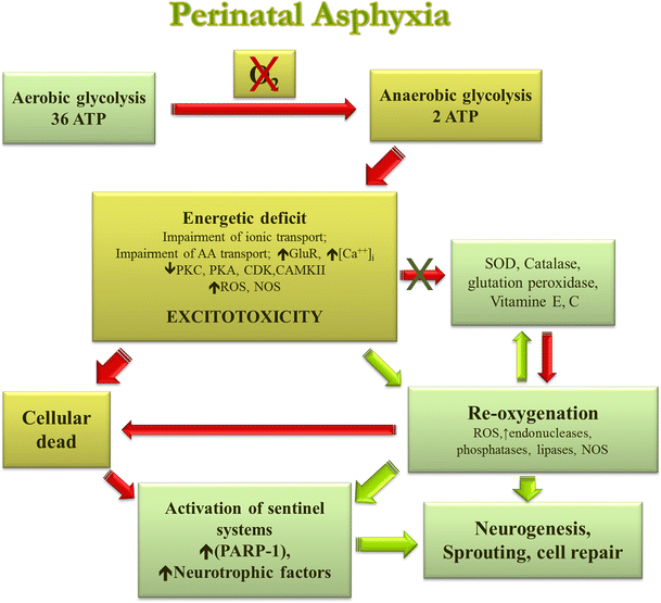 Pathophysiology of perinatal asphyxia: can we predict and improve ...