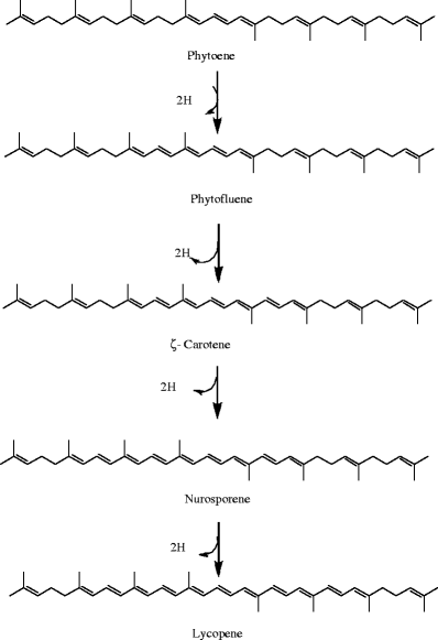 Lycopene; chemistry, biosynthesis, metabolism and degradation under ...