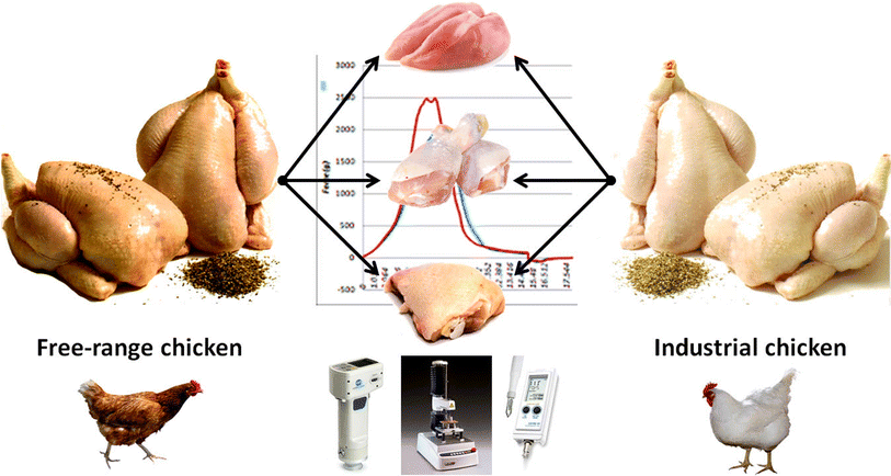 Quality characteristics of broiler chicken meat from free-range and ...